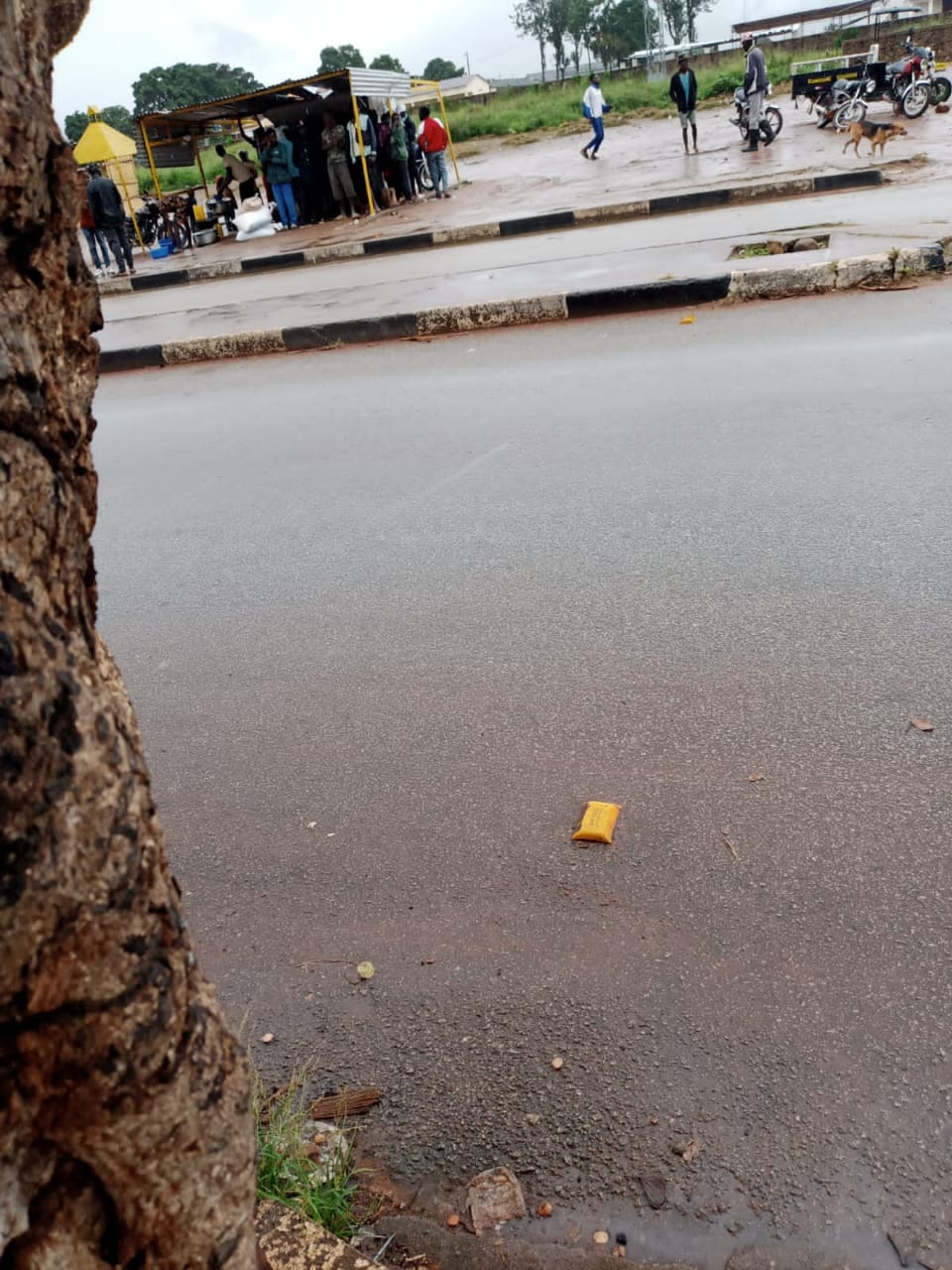 Ucuma a trabalhar – Tribuna de Angola